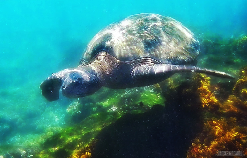 Beers and Beans | Galapagos Wildlife Travel: Our 4 Favorite Encounters